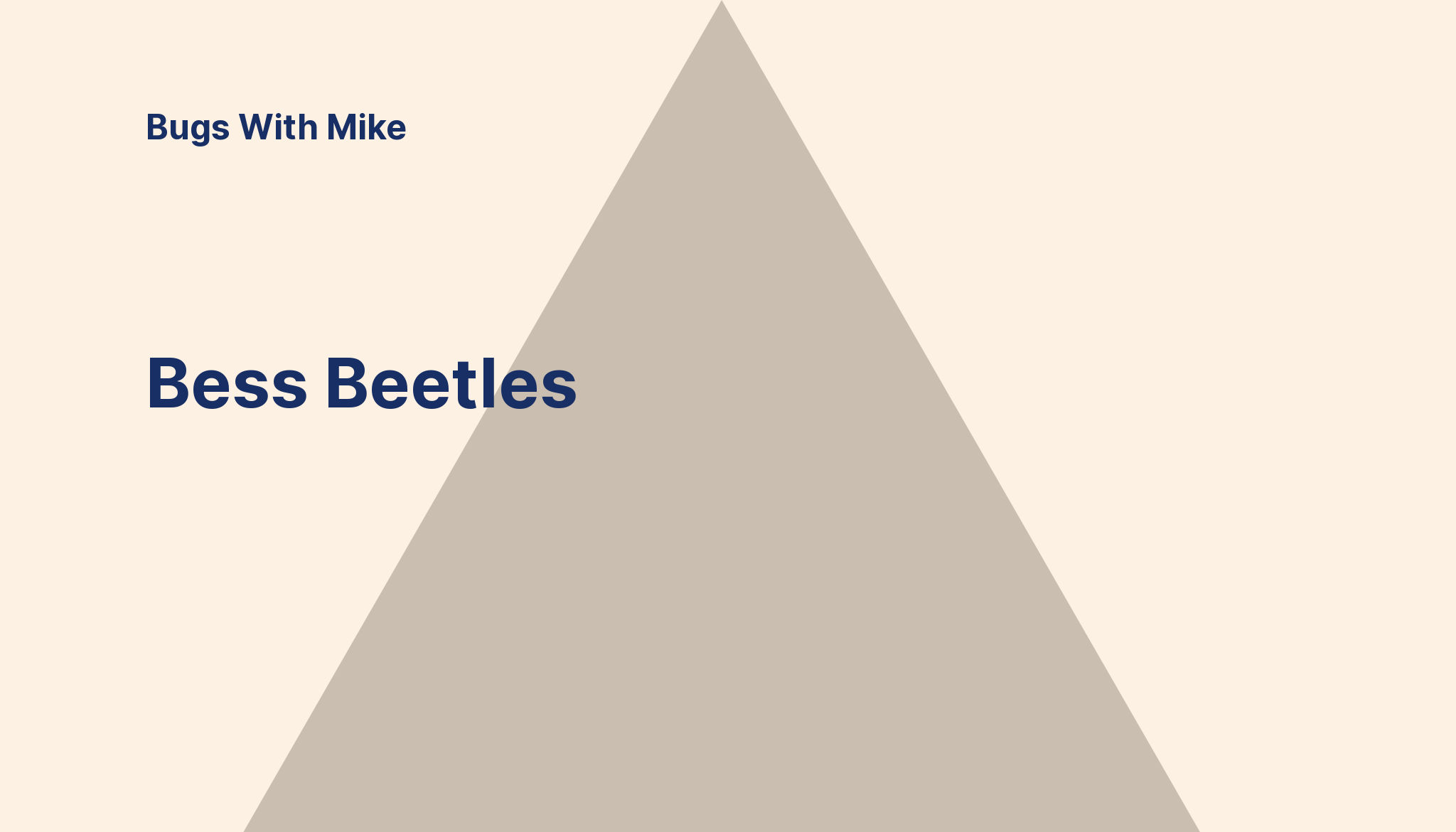 Bess Beetles