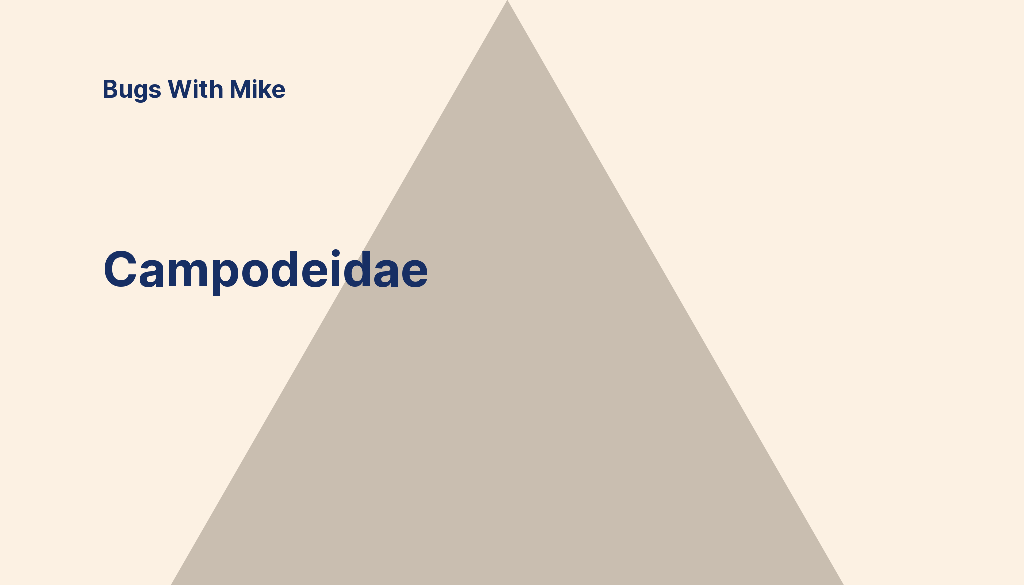 Campodeidae
