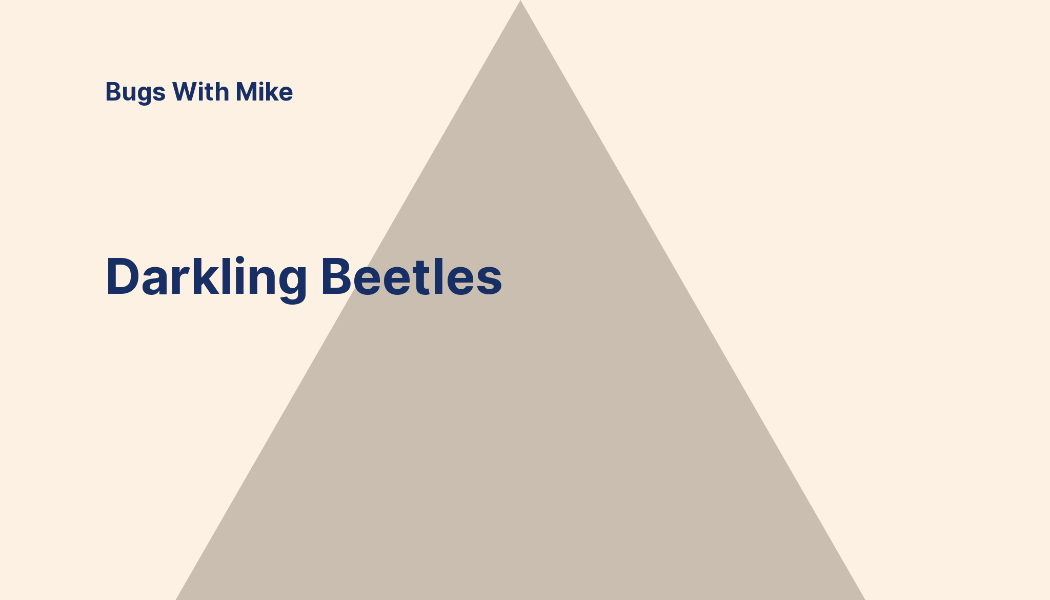 Darkling Beetles