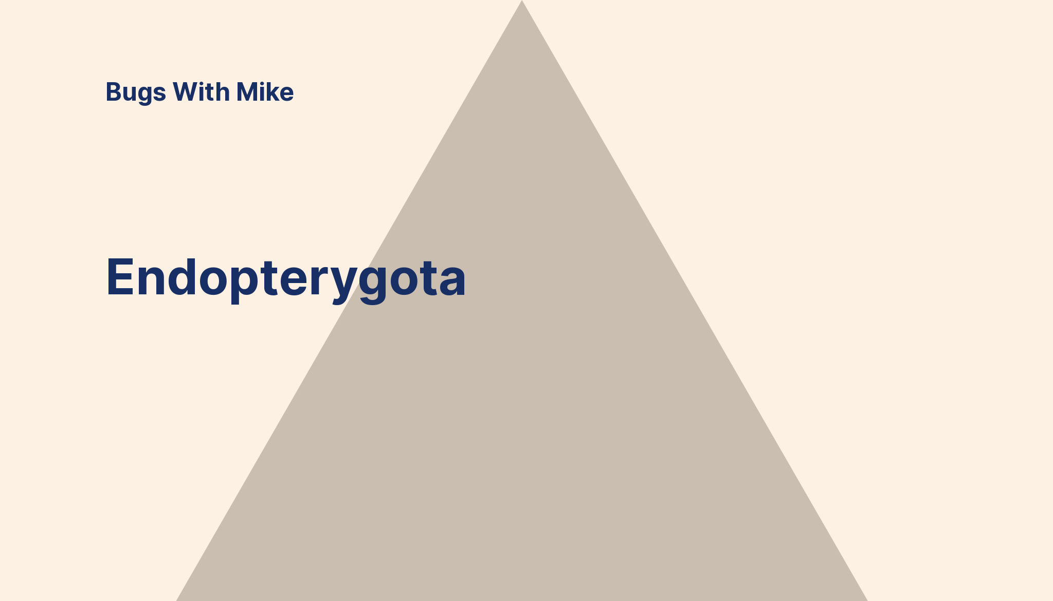 Endopterygota