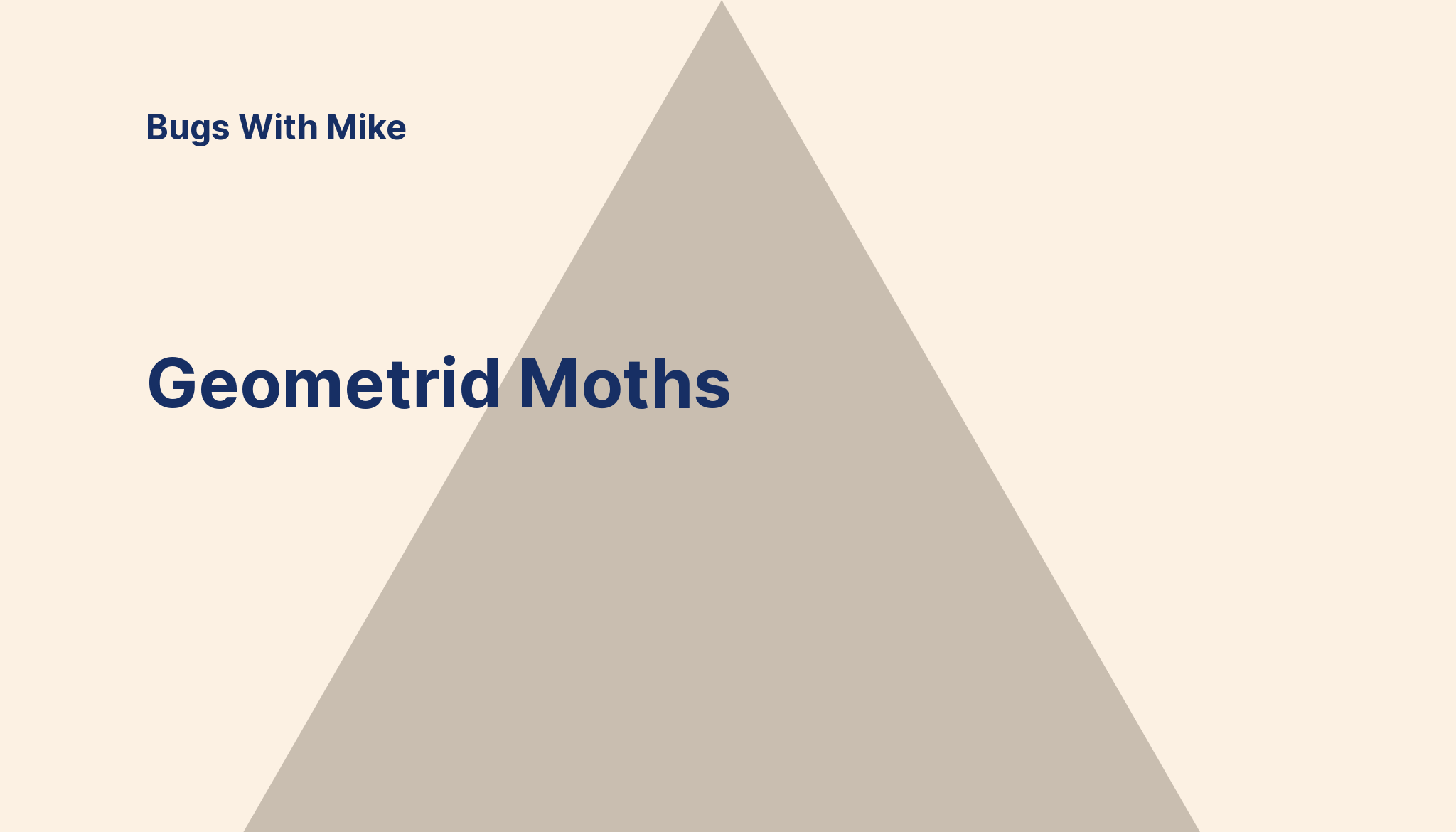 Geometrid Moths