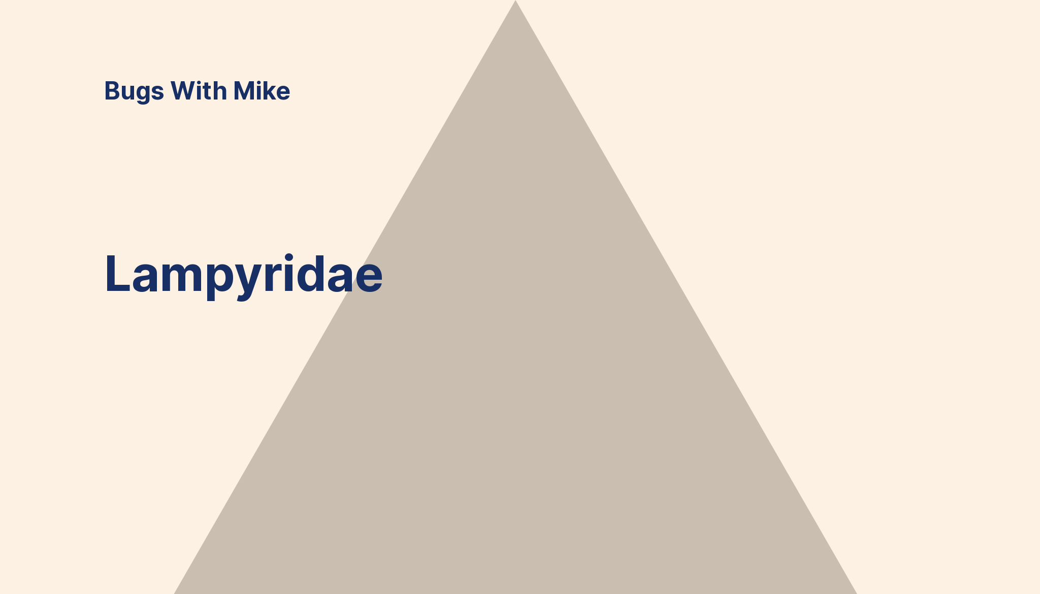 Lampyridae