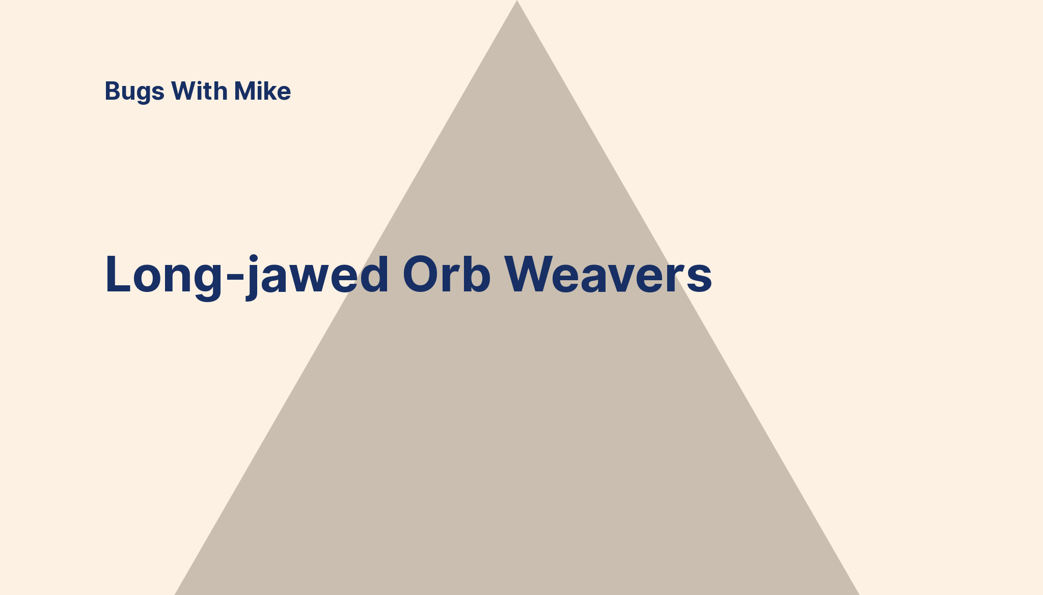 Long-jawed Orb Weavers