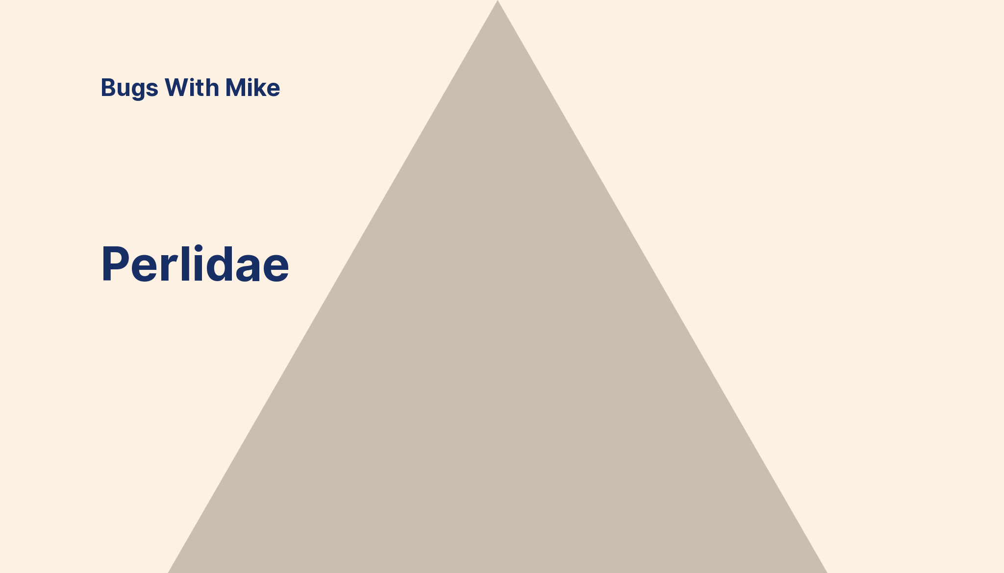 Perlidae
