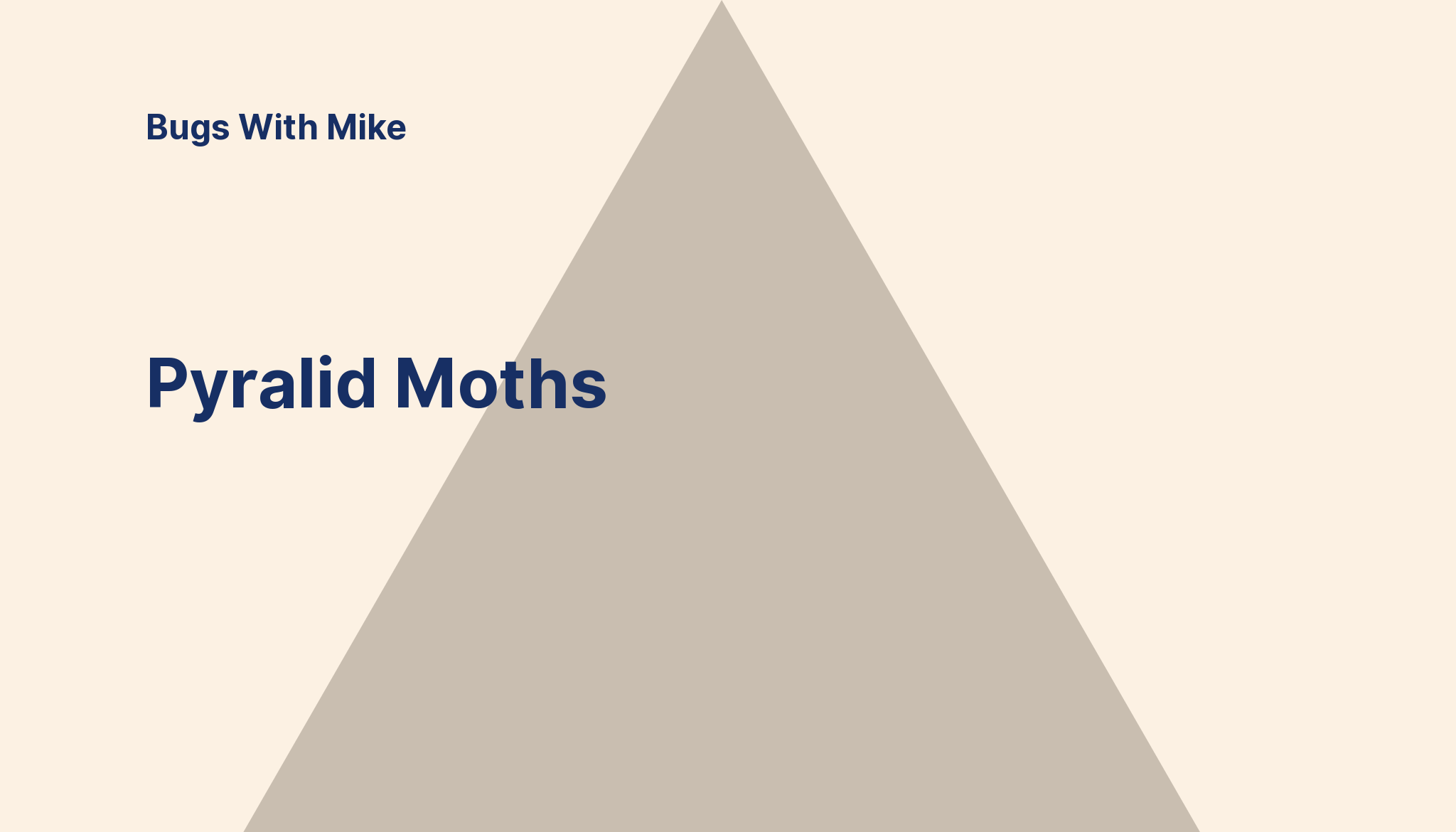 Pyralid Moths