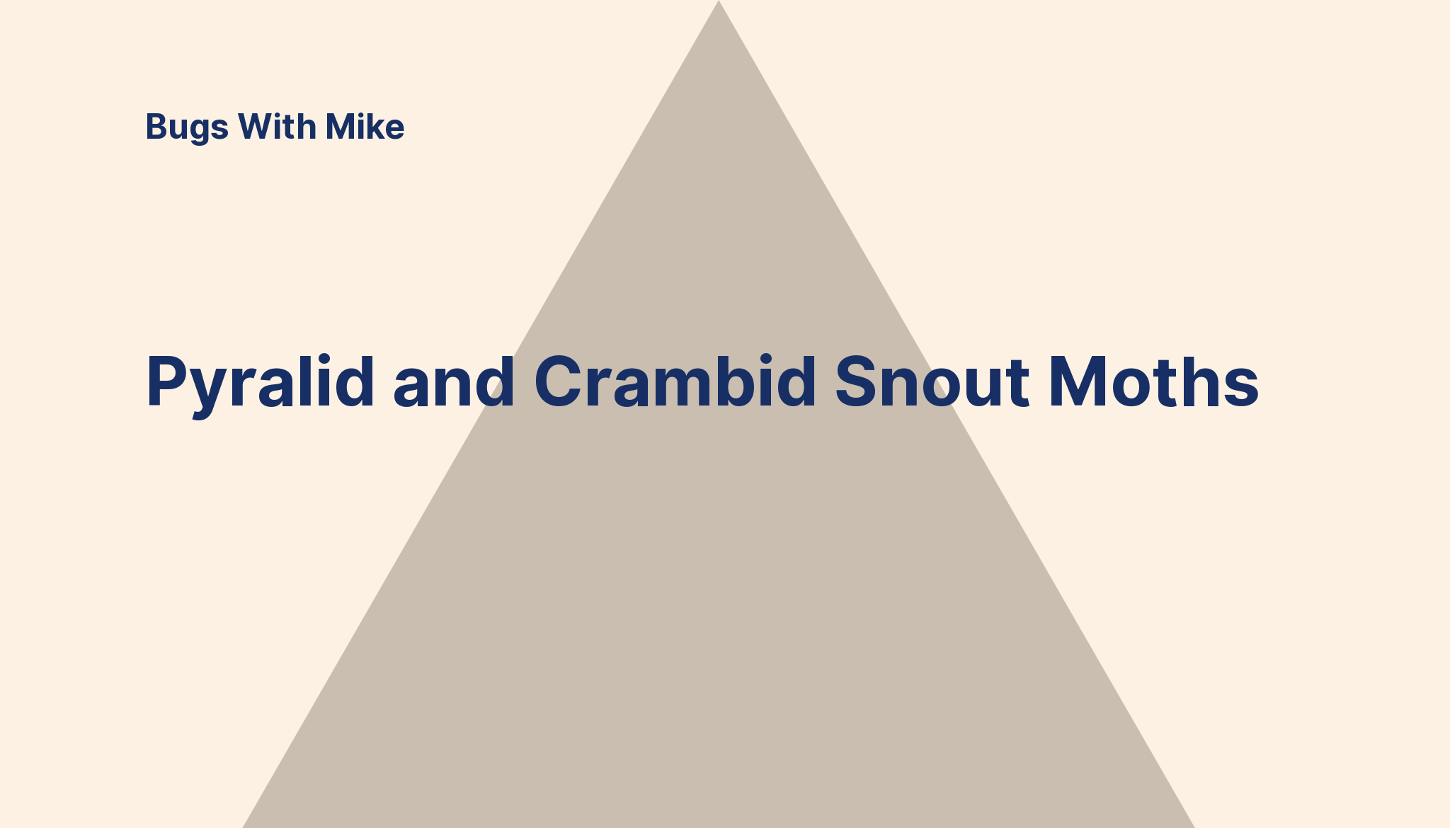 Pyralid and Crambid Snout Moths