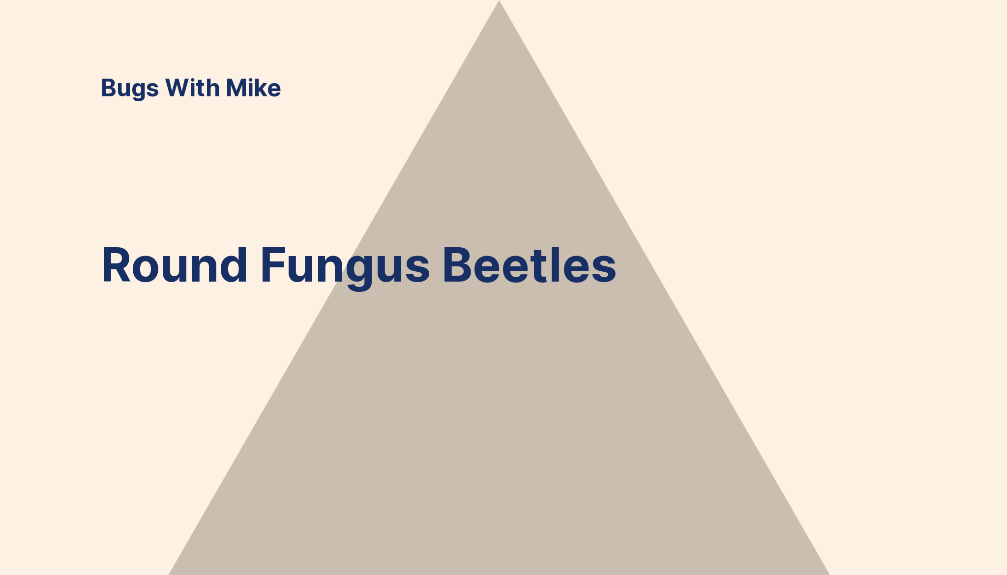 Round Fungus Beetles