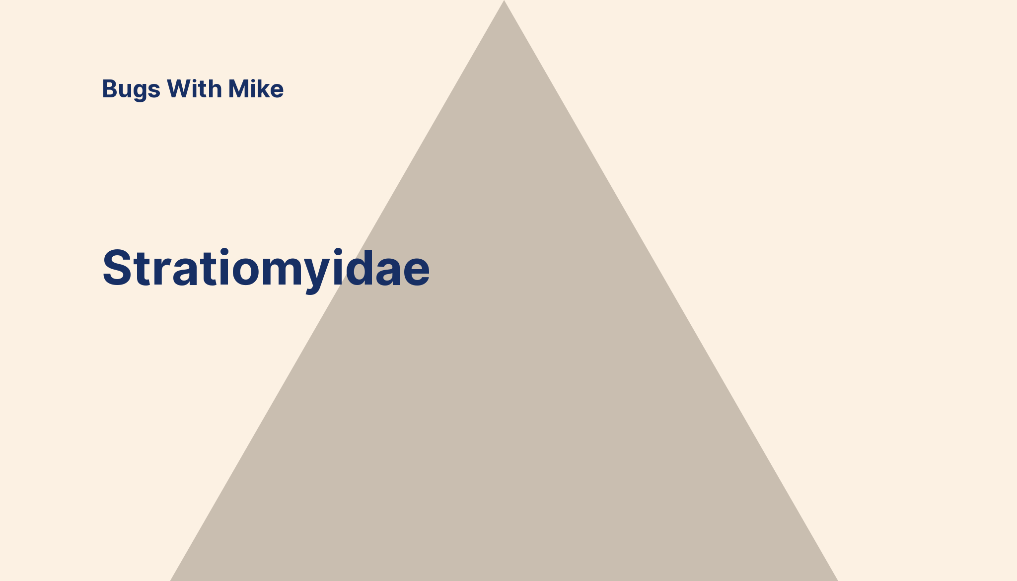 Stratiomyidae